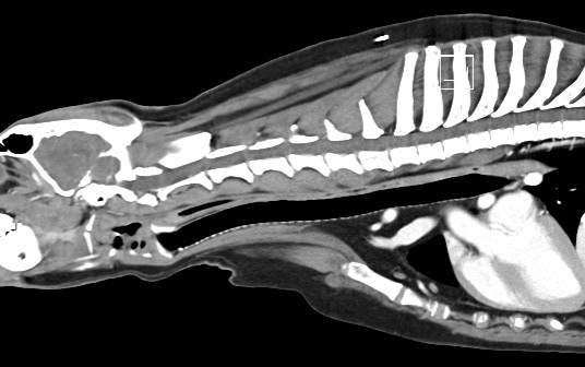Greyscale Imaging Solutions – Your Partner in Diagnostic Excellence.